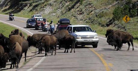 Vehicle Tries Maneuver Around Herd American Editorial Stock Photo ...