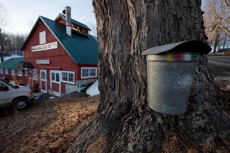 Old Fashioned Maple Sap Collection Bucket Editorial Stock Photo - Stock ...