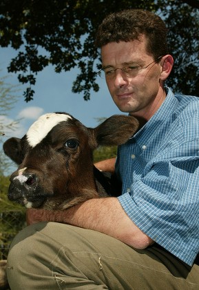 Holstein Heifer Named Futi First Cloned Editorial Stock Photo - Stock Image | Shutterstock