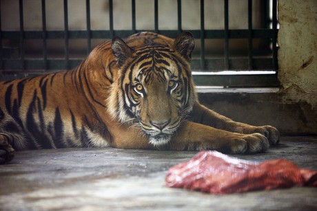 Bangladeshi Royal Bengal Tiger Eyes Large Editorial Stock Photo - Stock ...