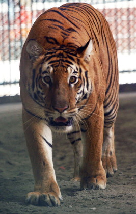 Bangladeshi Royal Bengal Tiger Enjoys Rest Editorial Stock Photo ...