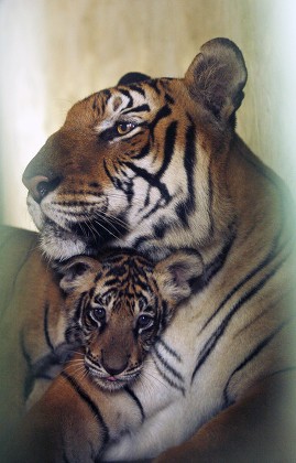Bangladeshi Royal Bengal Tiger Enjoys Rest Editorial Stock Photo ...