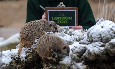 Meerkats Gets Snack Snow During Annual Editorial Stock Photo - Stock ...