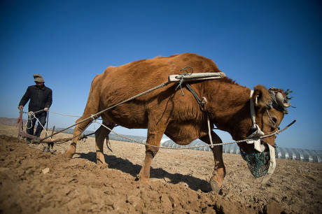 Farmer Drives Farm Cattle Plough During Editorial Stock Photo - Stock ...