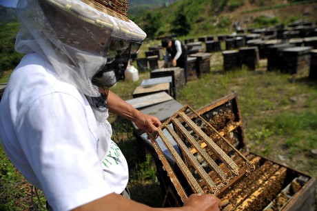 Beekeeper Prepares Set Manmade Honeycombs Collect Editorial Stock Photo ...