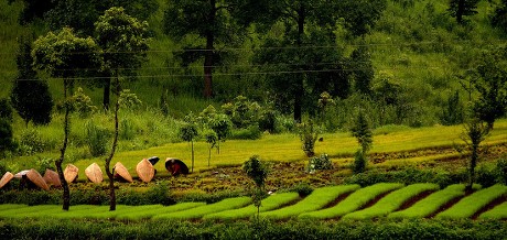 Khasi Farmers Traditional Knup Bamboo Hat Editorial Stock Photo - Stock ...