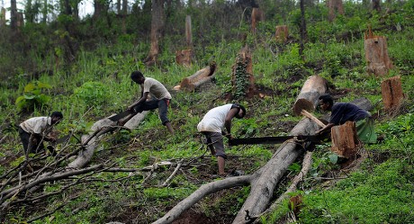 76 India deforestation Stock Pictures, Editorial Images and Stock ...