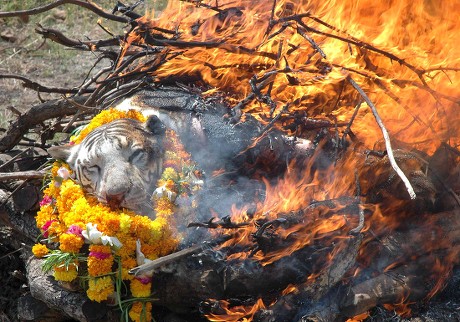 Indian Forest Officials Stand Behind Funeral Editorial Stock Photo ...