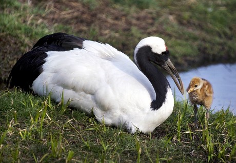 Chick Japanese Redcrowned Crane Which Special Editorial Stock Photo ...