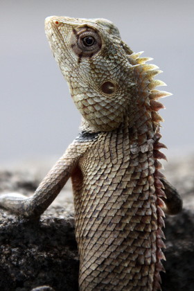 Green Beeeating Lizard Sri Lanka Pictured Editorial Stock Photo - Stock ...