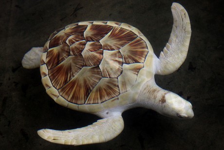Rare Albino Turtle Tank Sea Turtle Editorial Stock Photo - Stock Image ...