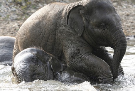 Toddler Elephants Take Bath Play Dunking Editorial Stock Photo - Stock ...