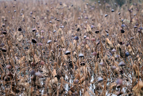 Dead lotus flowers, Linyi, China - 14 Nov 2015 Stock Pictures ...