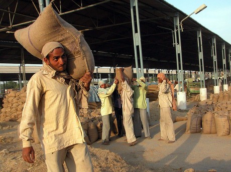 Workers Engaged Wheat Grain Market Various Editorial Stock Photo ...