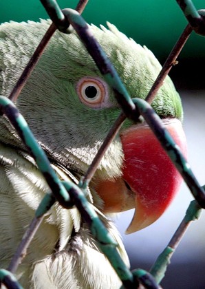 Large Indian Parakeet Seen Enclosure National Editorial Stock Photo ...