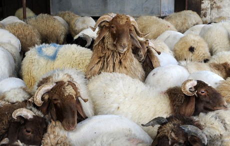 Herd Sheep Seen Local Market Eid - Foto de stock de contenido editorial ...