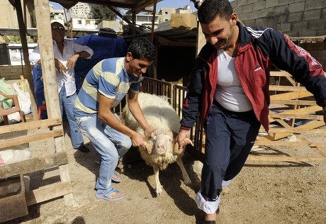 Herd Sheep Seen Local Market Eid - Foto de stock de contenido editorial ...