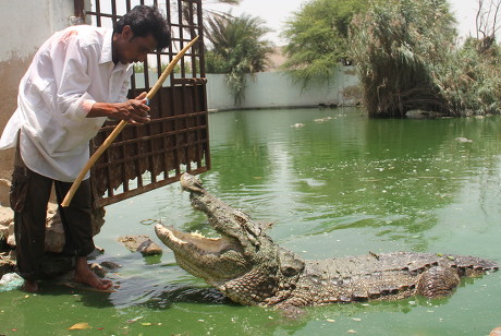 Pakistani Devotee Offers Meat Crocodile During Editorial Stock Photo ...