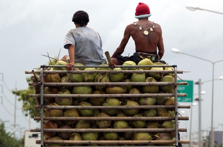 Coconut Growers Ride On Top Their Editorial Stock Photo - Stock Image ...