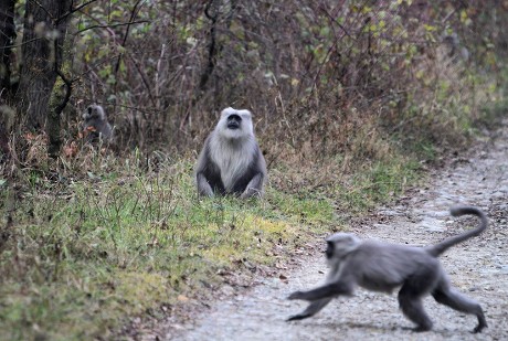 Himalayan Langurs Asian Monkeys Dachigam National Editorial Stock Photo ...