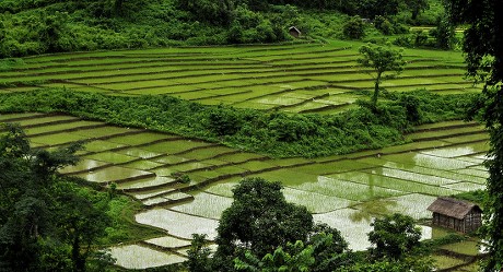 Terrace Fields Photographed On Outskirts Halflong Editorial Stock Photo ...