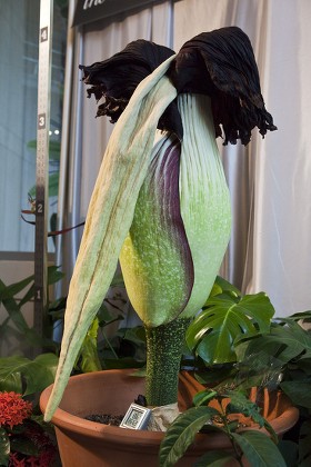 Fully Bloomed Amorphophallus Titanum Commonly Known Editorial Stock ...