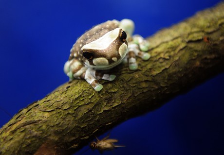 Amazon Milk Frogseen Seen Prague Zoo Editorial Stock Photo - Stock ...