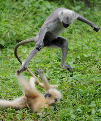 Golden Langur Bottom Hanuman Monkey Playful Editorial Stock Photo ...