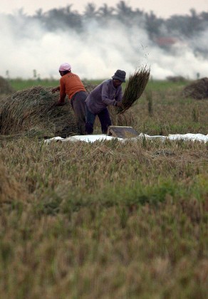 Two Indonesian Farmer Drop Paddy During Editorial Stock Photo - Stock ...