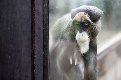 De Brazzas Monkey Cercopithecus Neglectus Leans Editorial Stock Photo ...
