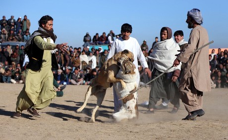 Afghan Dogs Fight During Weekly Dog Editorial Stock Photo - Stock Image ...