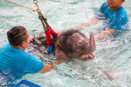 Six Monthold Baby Elephant Fah Jam Editorial Stock Photo - Stock Image ...