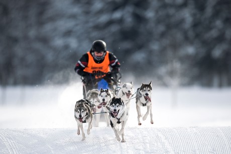 250 Dogs pull sled Stock Pictures, Editorial Images and Stock Photos ...