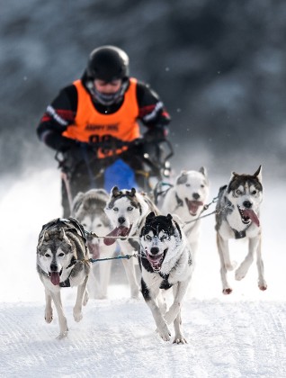 Sled Dogs Pull Their Musher During Editorial Stock Photo - Stock Image ...