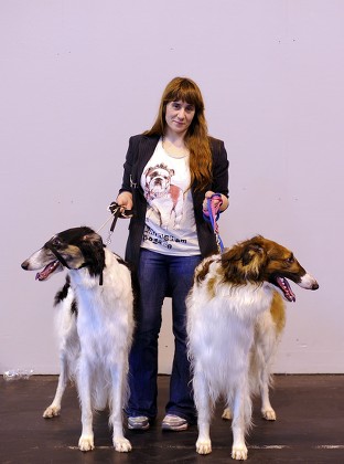 Elizabeth Collinson Poses Her Borzoi Dogs Editorial Stock Photo - Stock ...