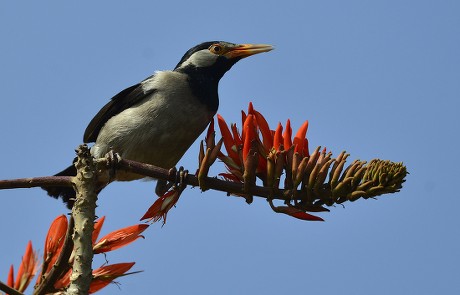 Asian Pied Starling Pied Myna Sturnus Editorial Stock Photo - Stock ...
