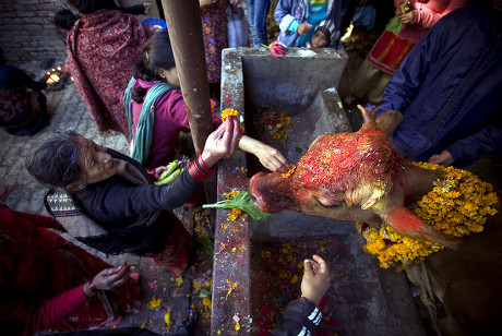Nepalese Devotees Worship Offering Food Cow Editorial Stock Photo ...