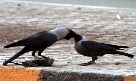 250 Carrion crows Stock Pictures, Editorial Images and Stock Photos ...