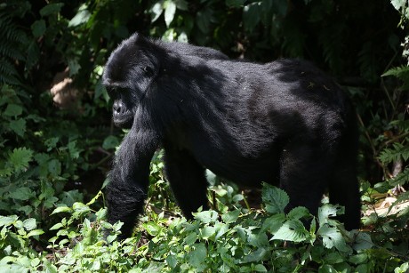 Mountain Gorilla Pictured Bwindi Impenetrable National Editorial Stock ...