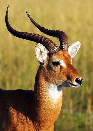 Ugandan Kob Antelope Pictured Grassland Murchison Editorial Stock Photo ...