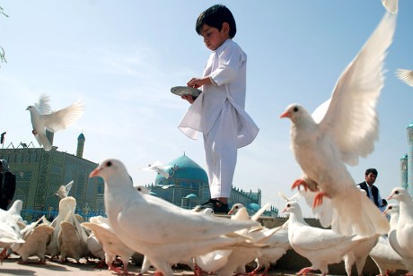 Afghan Boy Feeds Pigeons Front Blue Editorial Stock Photo - Stock Image ...