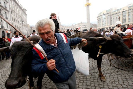 Buffalo Partake During Alilo Charity Procession Editorial Stock Photo ...