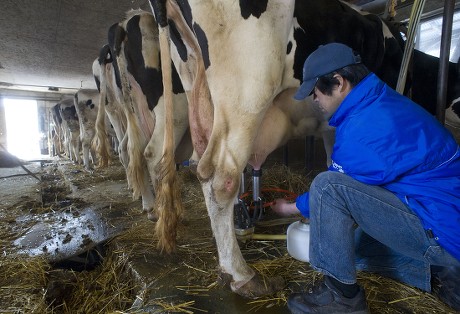 49 Cleaning cows Stock Pictures, Editorial Images and Stock Photos ...