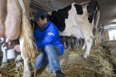 Japanese Dairy Farmer Mitsuhiro Sasaki Milks Editorial Stock Photo ...