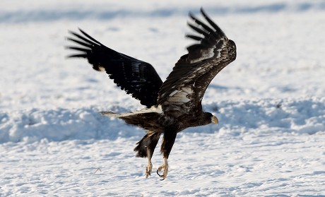 South Korea Animals - Jan 2013 Stock Pictures, Editorial Images and ...