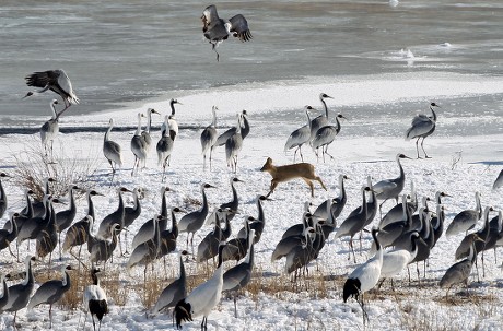 South Korea Animals - Jan 2013 Stock Pictures, Editorial Images and ...