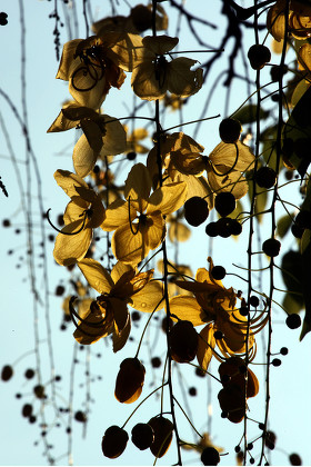 Bunches Dangling Ehala Flowers Cassia Fistula Editorial Stock Photo ...