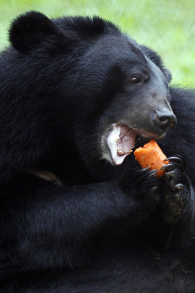 Moon Bear Eats Carrot Inside Enclosure Editorial Stock Photo - Stock ...