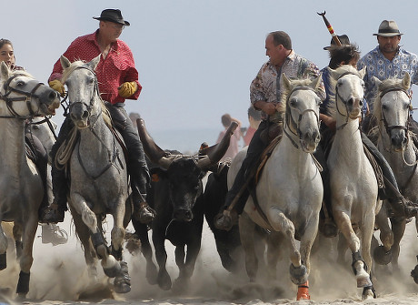 Camargue Guardians On Horseback Gallop Bulls Editorial Stock Photo ...