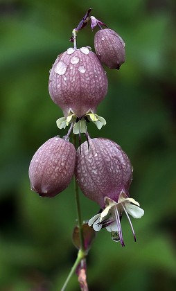 Silene Vulgaris Flowers Seen Valley Flowers Editorial Stock Photo ...